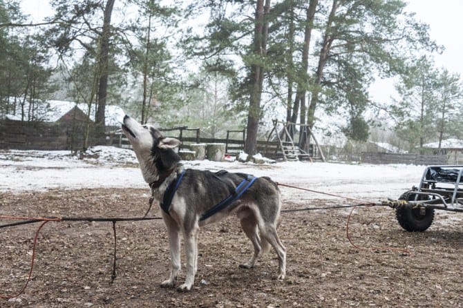 Dog Sledding in Lithuania - a dream comes true! - The Crowded Planet